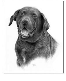 Horse & Pet Portraits : Graphite Charcoal Custom Art : Pencil Drawings ...