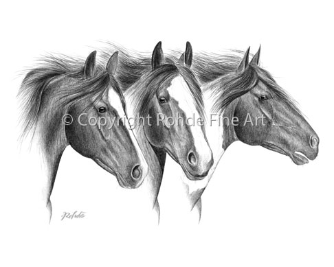 Wild Mustang Horse Drawing